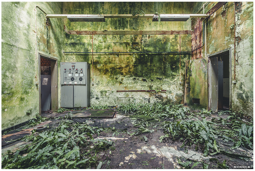 Quand la nature reprend ses droits – DIANE DUFRAISY-COURAUD Quand la nature reprend ses droits – DIANE DUFRAISY-COURAUD